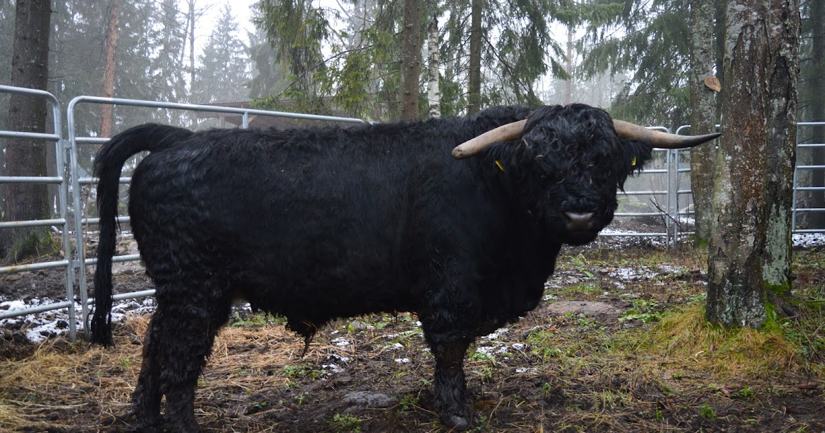 Boe's Highland Cattle: Tjurar till salu / Myytävät sonnit
