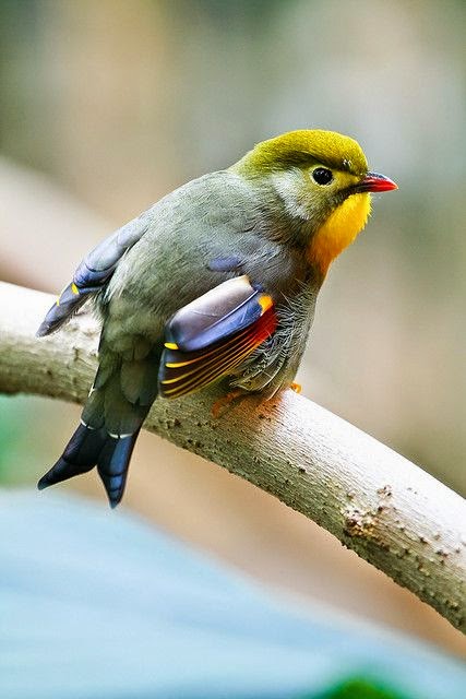 Birds And Animals: The Tiny Pekin Robin of China