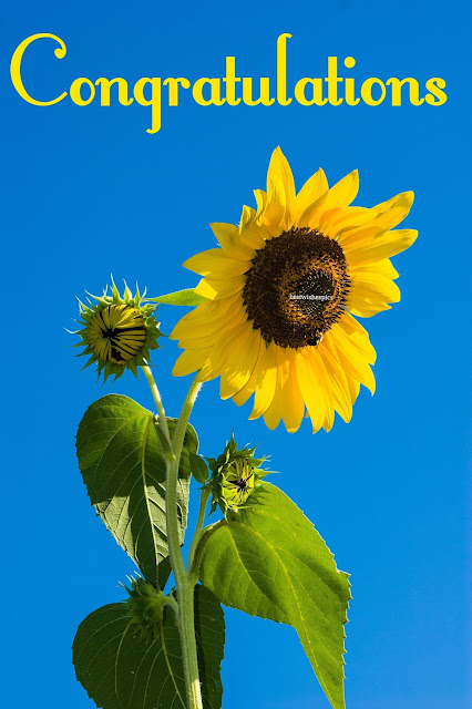 Top 10 Congratulations Images, Photo Greetings, Pictures for whatsapp ...