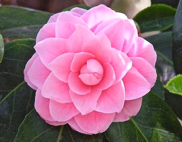 KAMELIJA - CVIJET NAD CVJETOVIMA lat. CAMELLIA JAPONICA