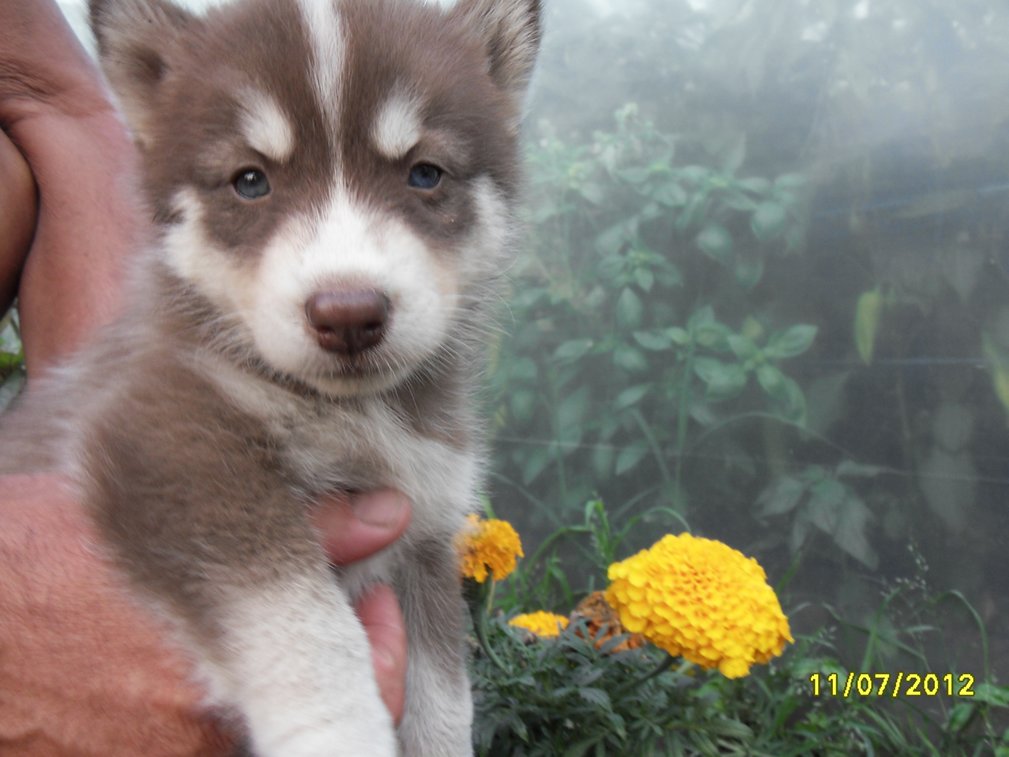 SIBIRSKI HASKI NA PRODAJU: SIBIRSKI HASKI PRODAJA