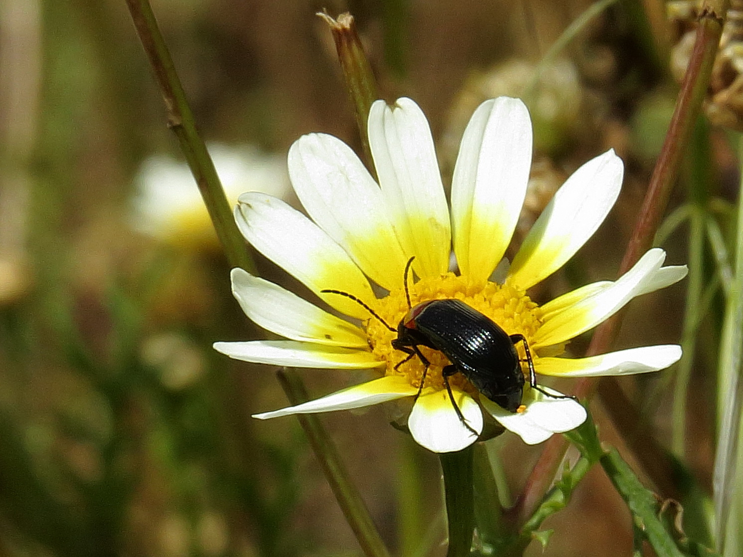 Fotografía y Naturaleza en Doñana: Macros Insectos