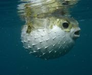 Invasive species occupying Mediterranean Sea | Ecological Problems