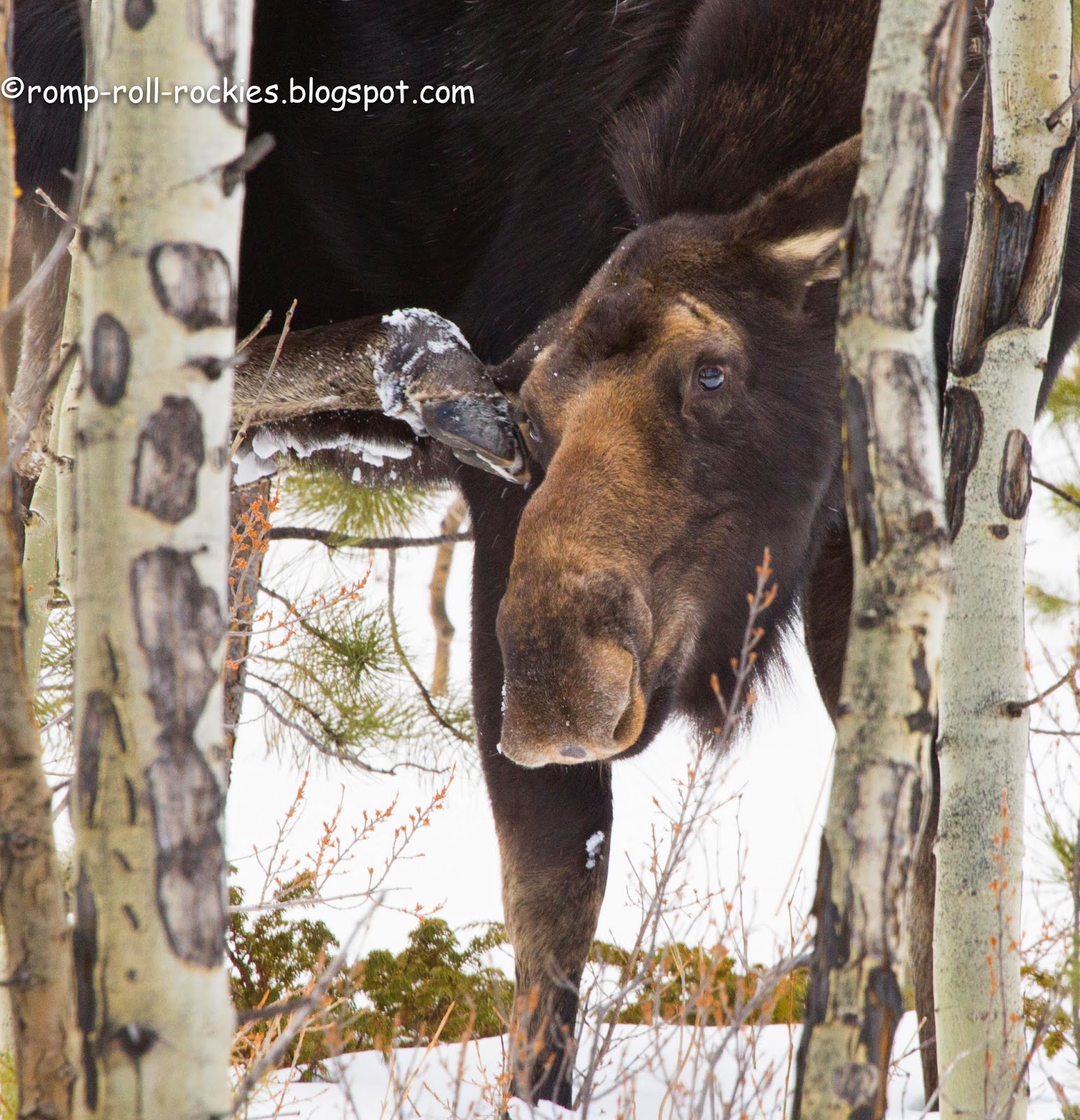 Romping and Rolling in the Rockies: A Moose Meeting