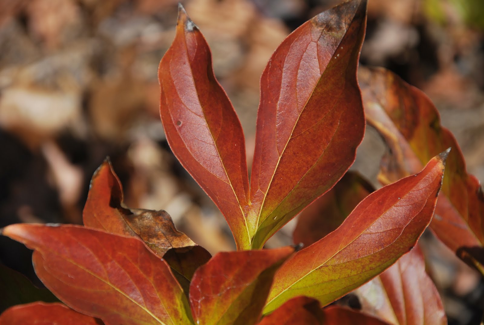 Southern Peony: 2011 Peony Fall Foliage Colors