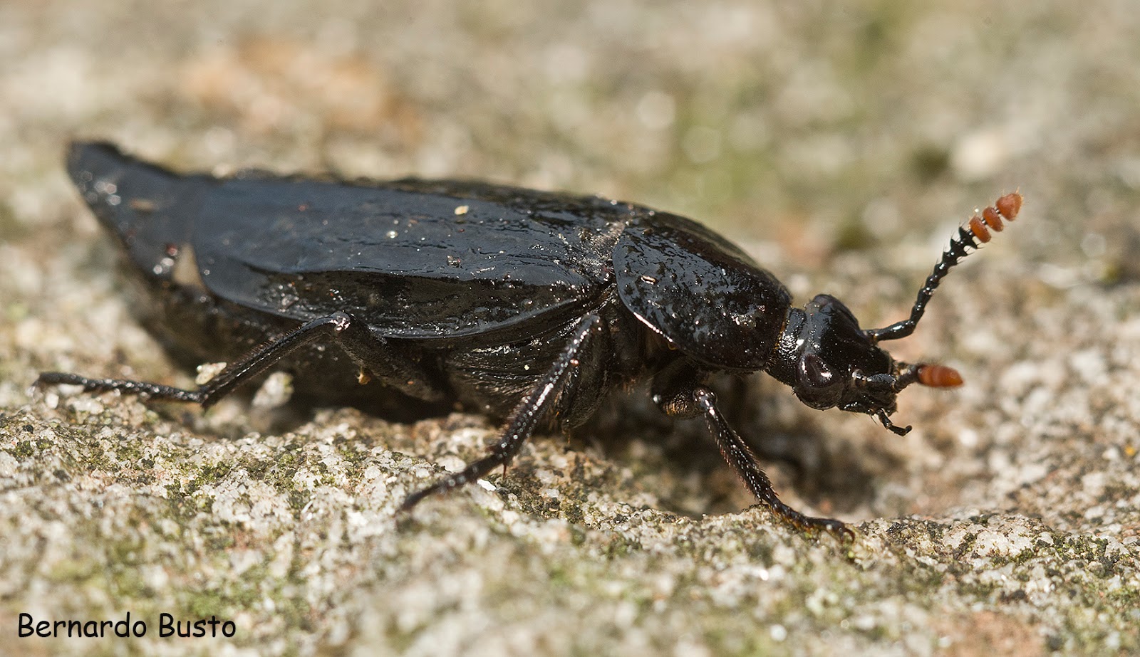 RÍA DE LA VILLA: Un coleóptero carroñero