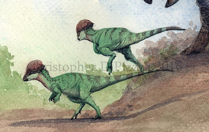 Mundo Pré-Histórico: Sphaerotholus, o dinossauro de cabeça esférica