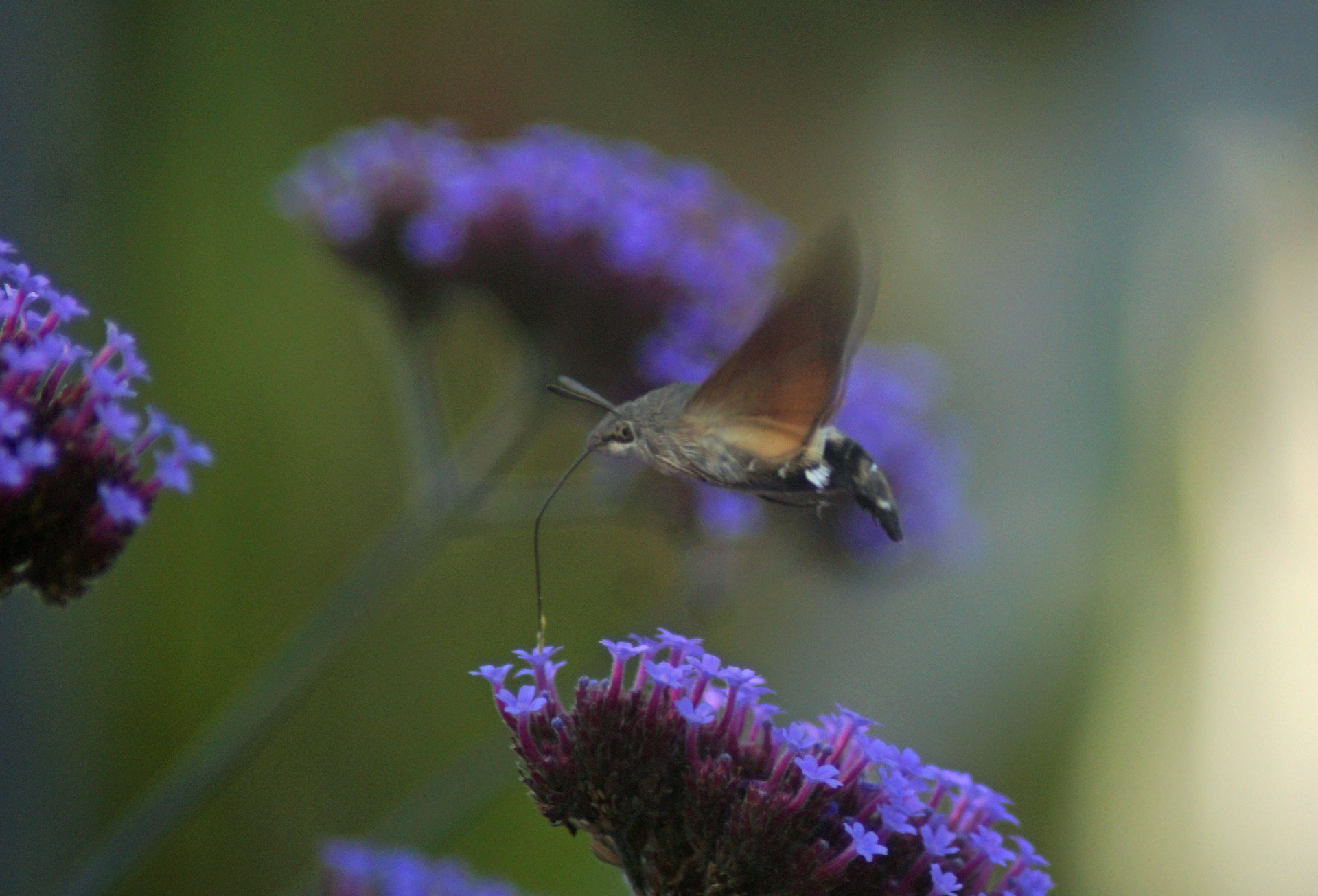 The hummingbird hawk-moth - Sophie in the Sticks