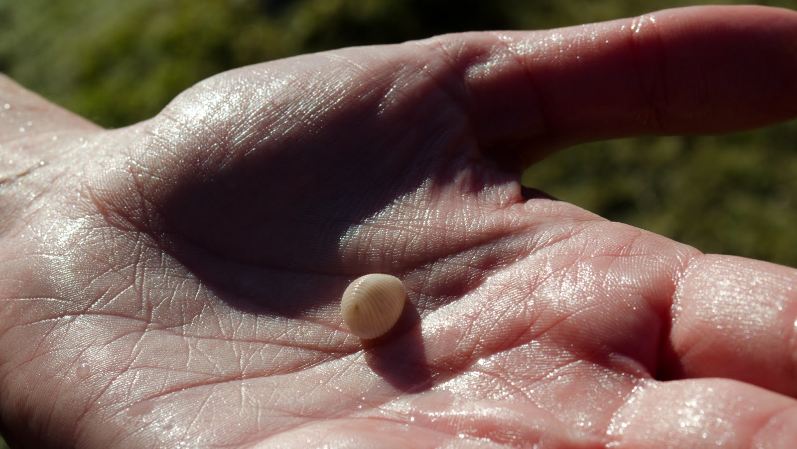 Mountain and Sea Scotland: Groatie Buckie hunting