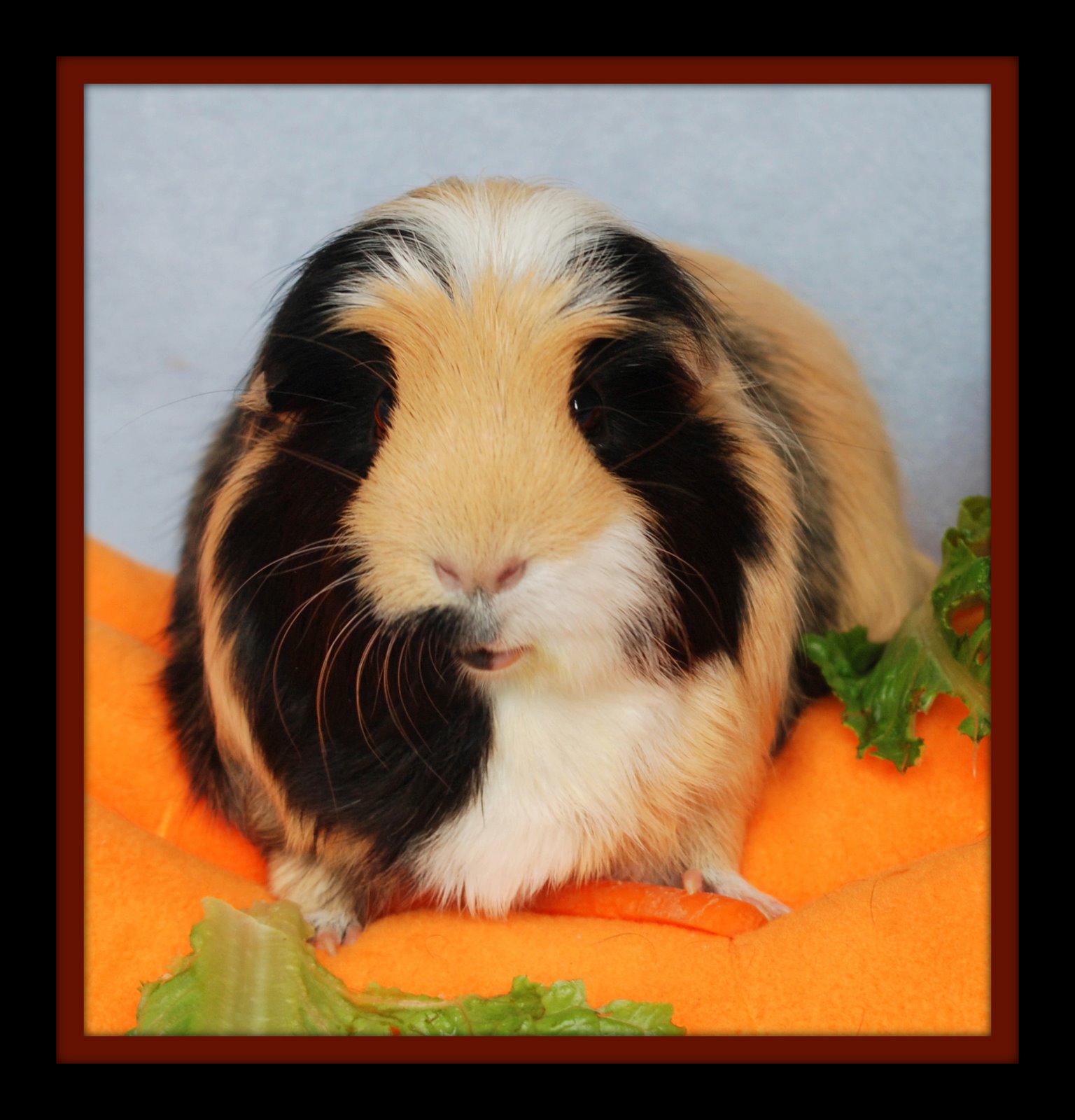 Panda Pig's Peace Sanctuary: Way of the Guinea Pig!: HOLINESS