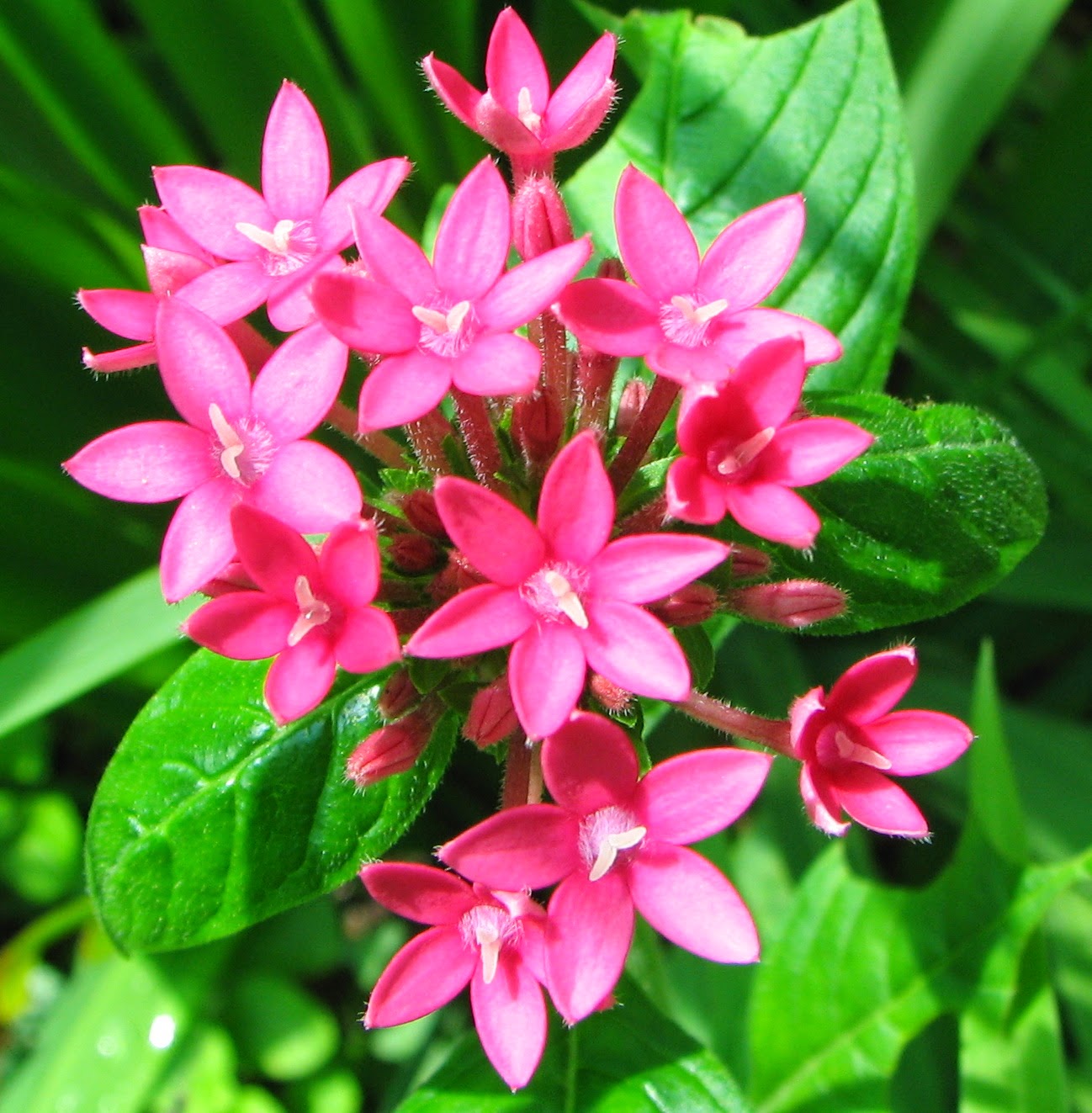 El Jardinero, plantas y flores: plantar pentas