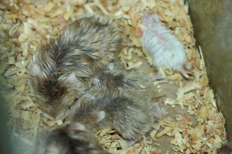 Campbell Platinum Argente ( Hamster Gallery ) | Jual Peralatan ...