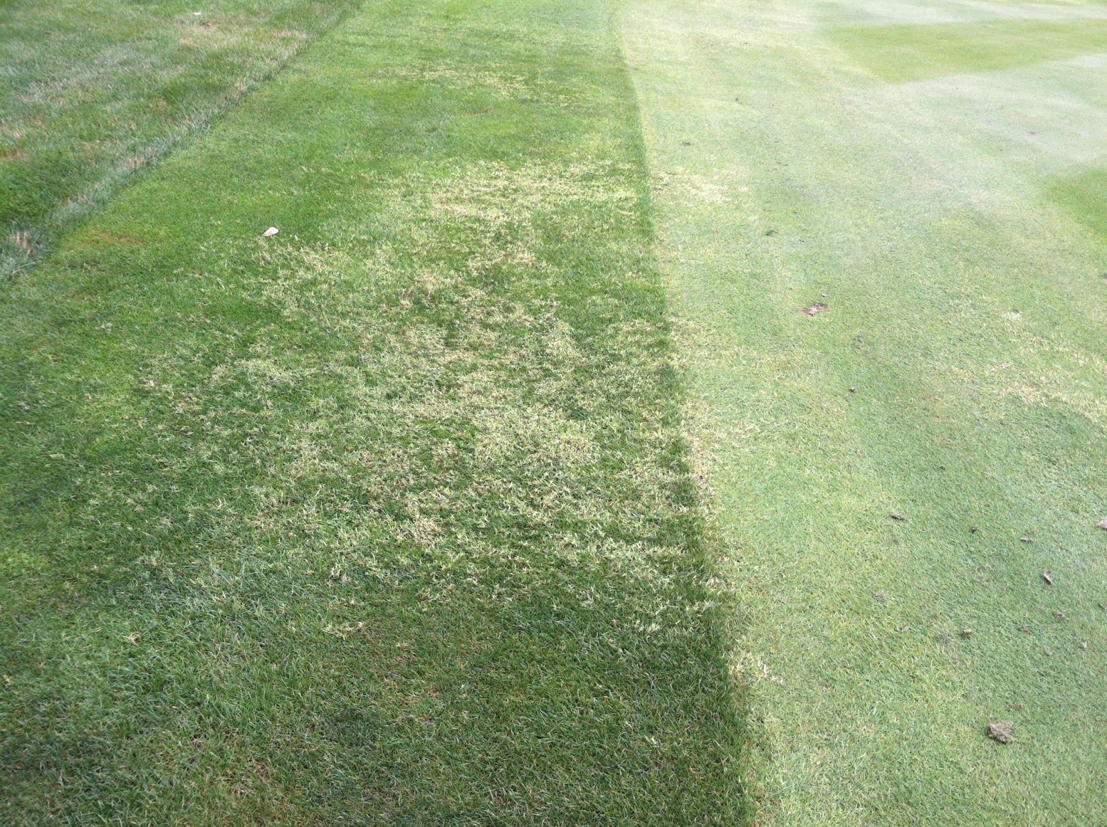 Iaturf Bermudagrass Control In Cool Season Turf