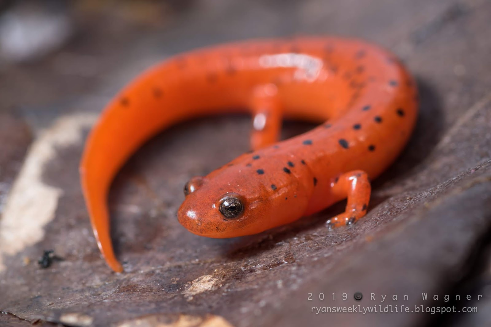Field Life: The Salamander Trifecta
