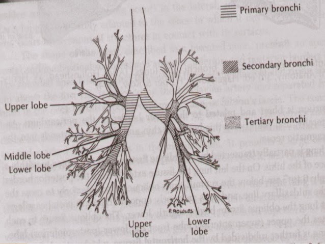 Desi Purnama S: SISTEM RESPIRASI