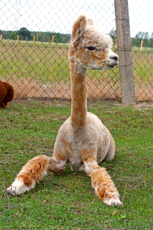 Alpaka Farm Nieplitzhof: Appaloosa Alpakas