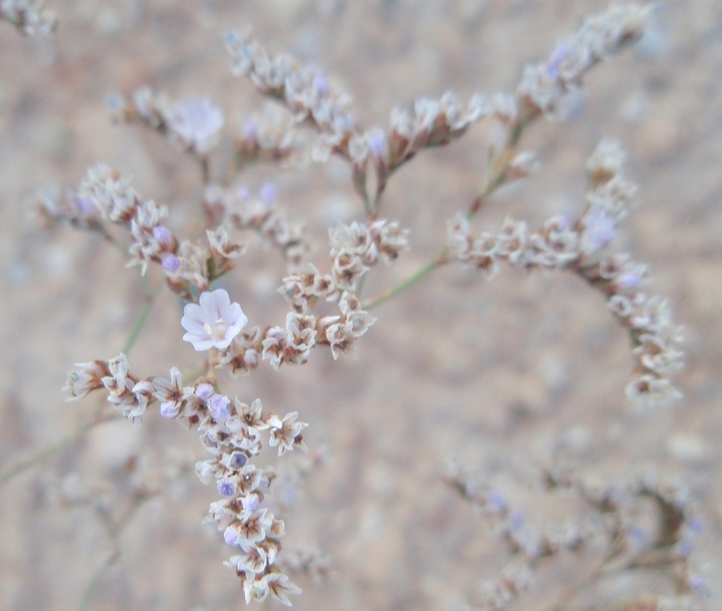 HERBARIO VIRTUAL DE BANYERES DE MARIOLA Y ALICANTE: Limonium ...