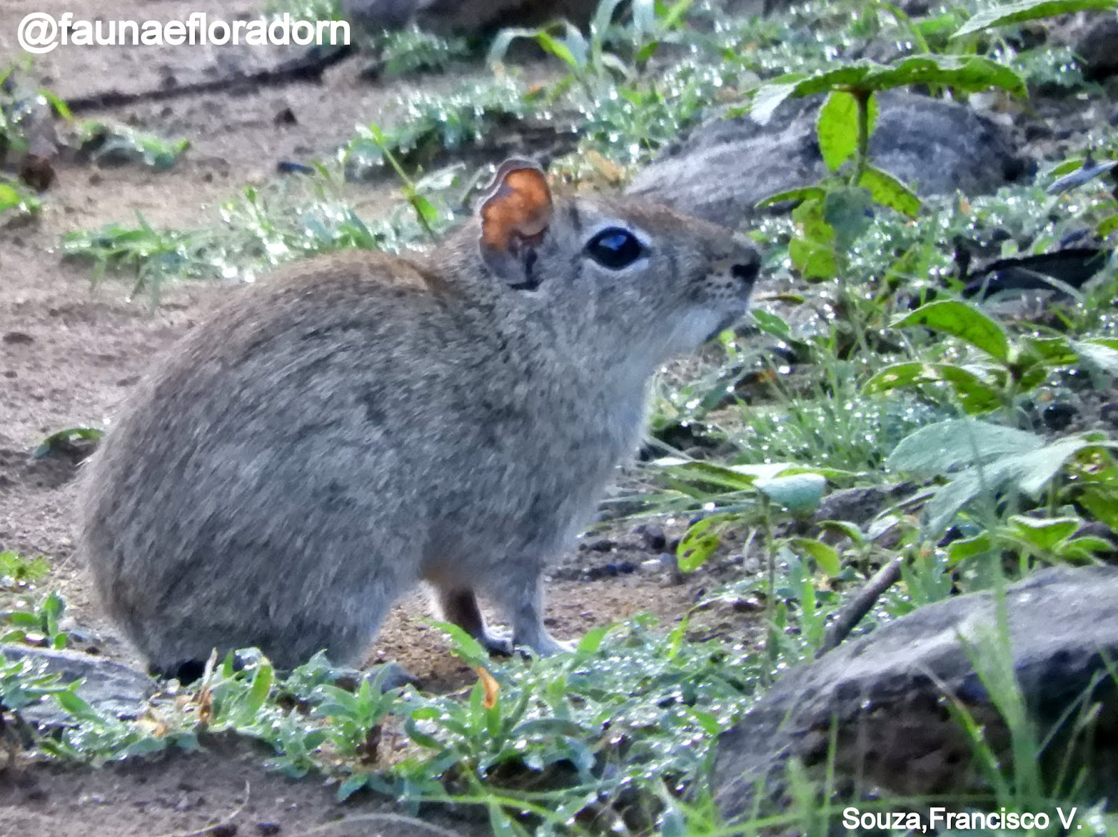 FAUNA E FLORA DO RN: Preá(Galea spixii); Fauna do Rio Grande do Norte.