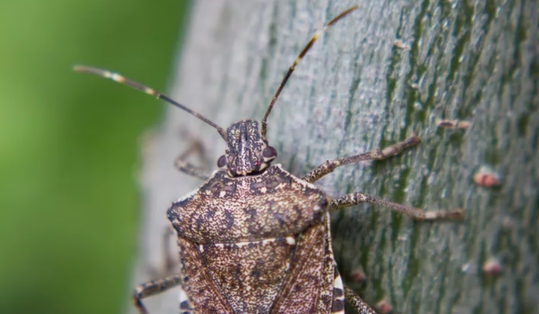 Spesies Invasif: Kutu busuk marmorated coklat (Brown marmorated stink ...