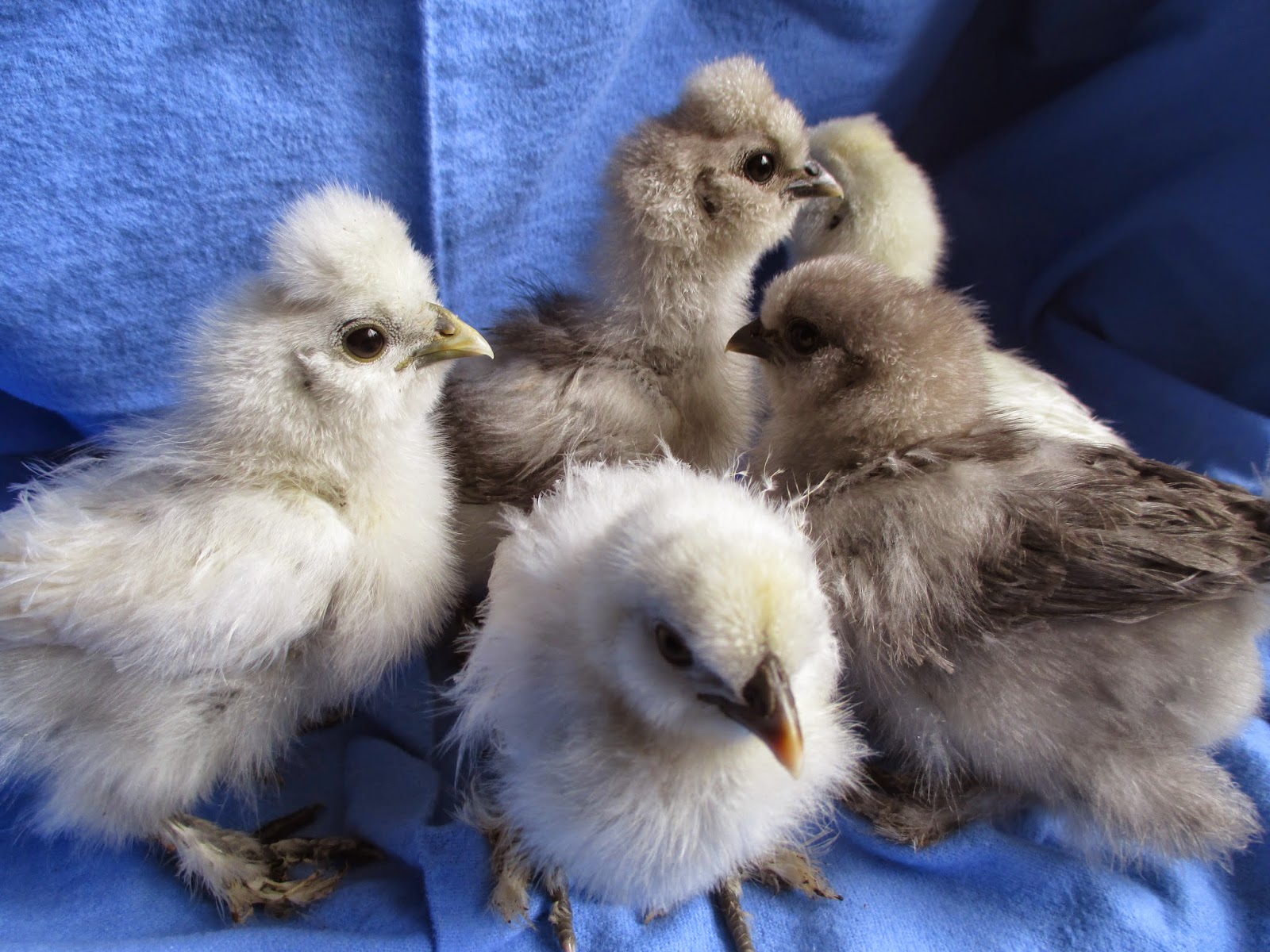 Most Beautiful White Silkie Bantam Chickens and Baby