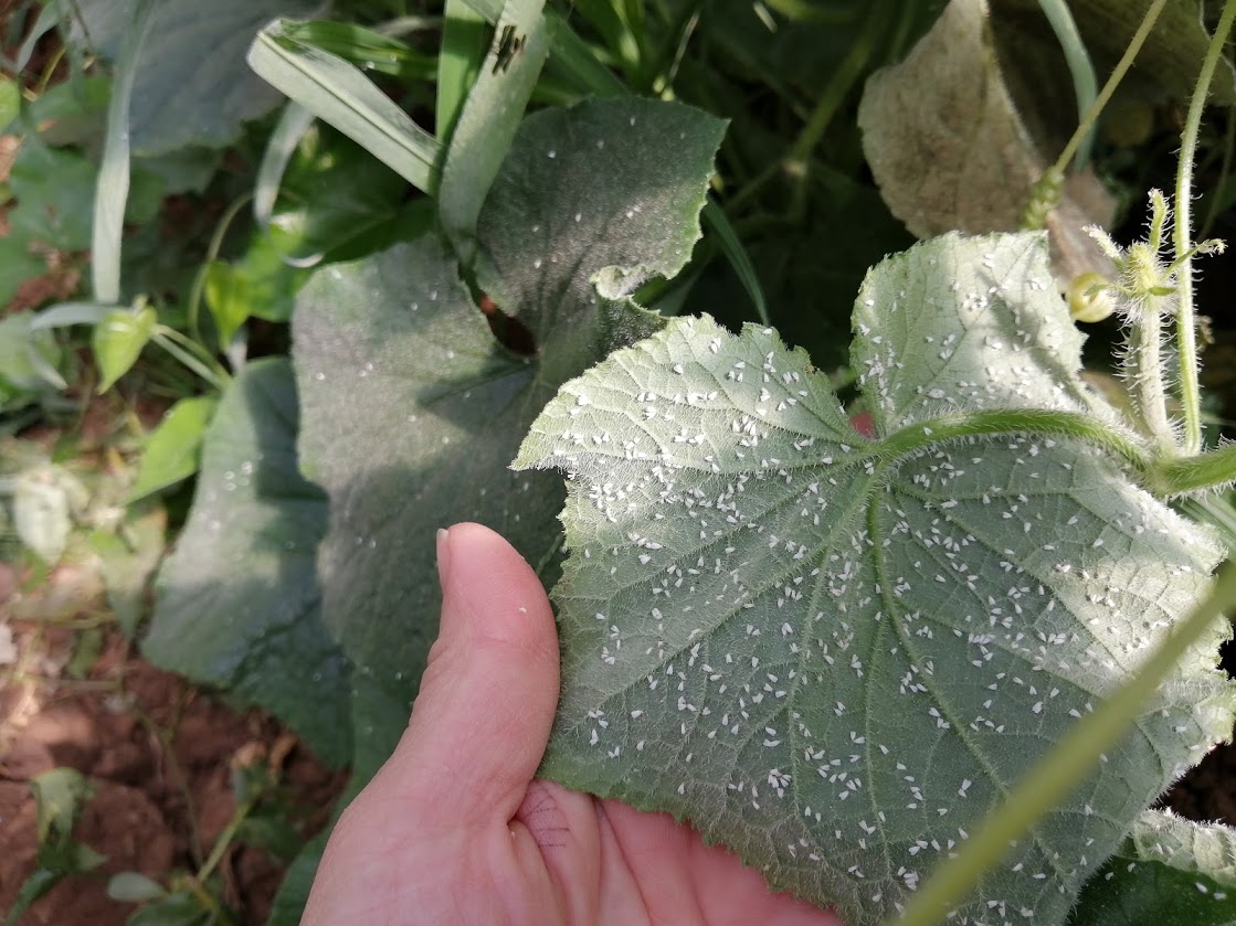 ¿Cómo interactúan los hongos con otras especies?