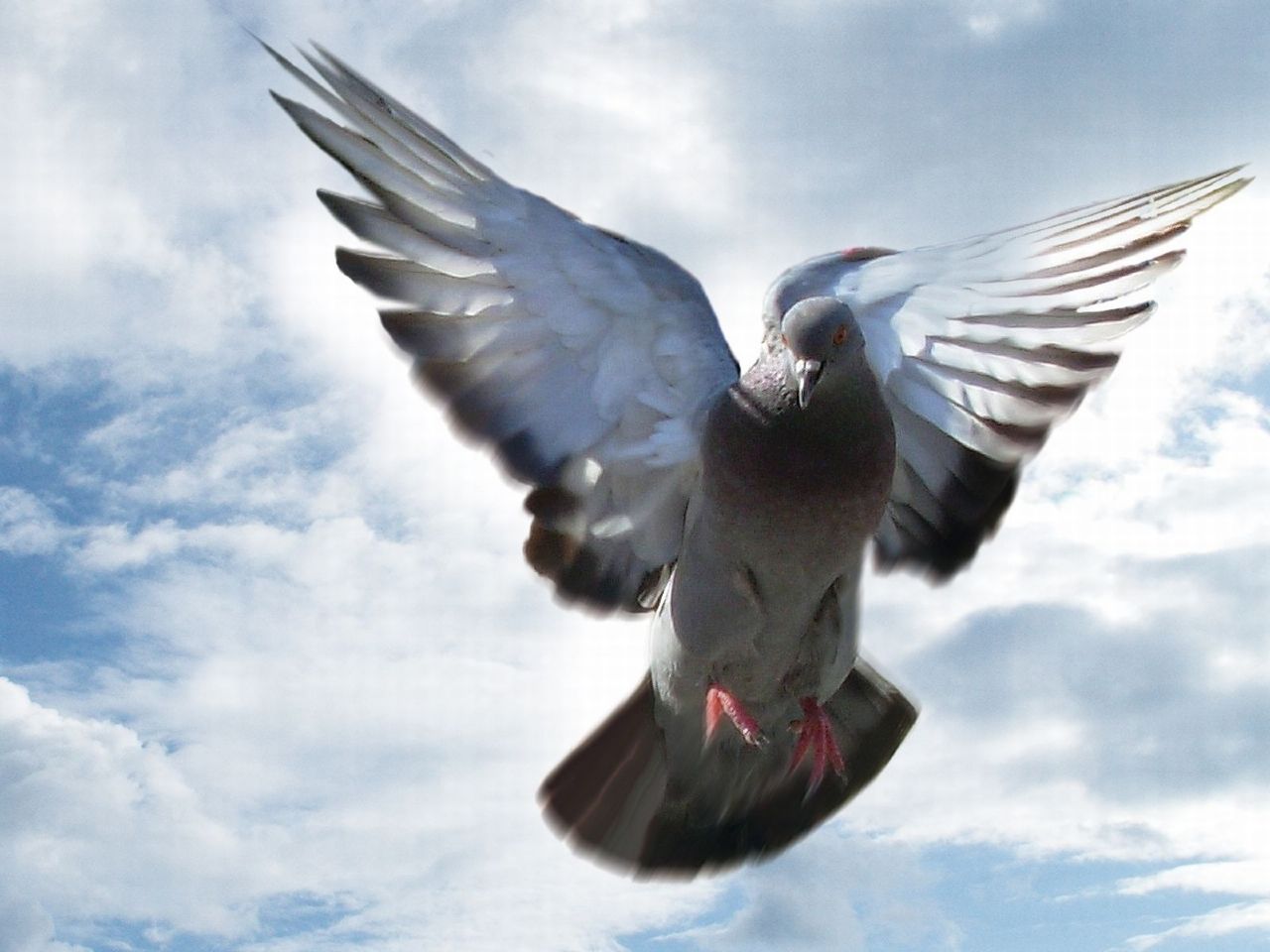 AMERICAN RACING PIGEON UNION: How Are The AU Races Stacking Up?