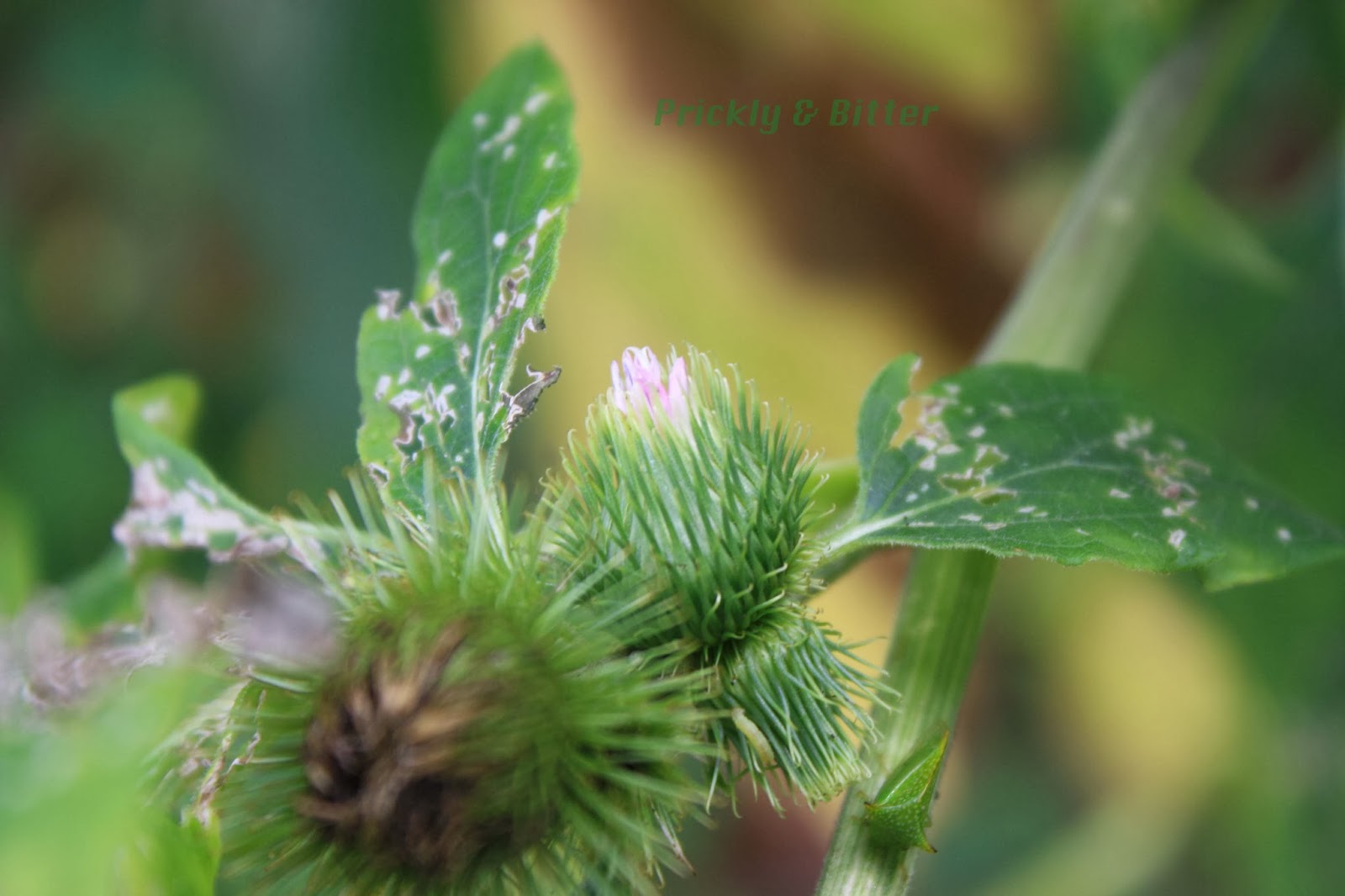 Prickly and Bitter: Burr it's cold!