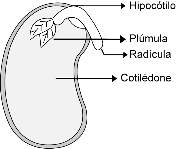 Adote um Calouro: Evolução dos vegetais