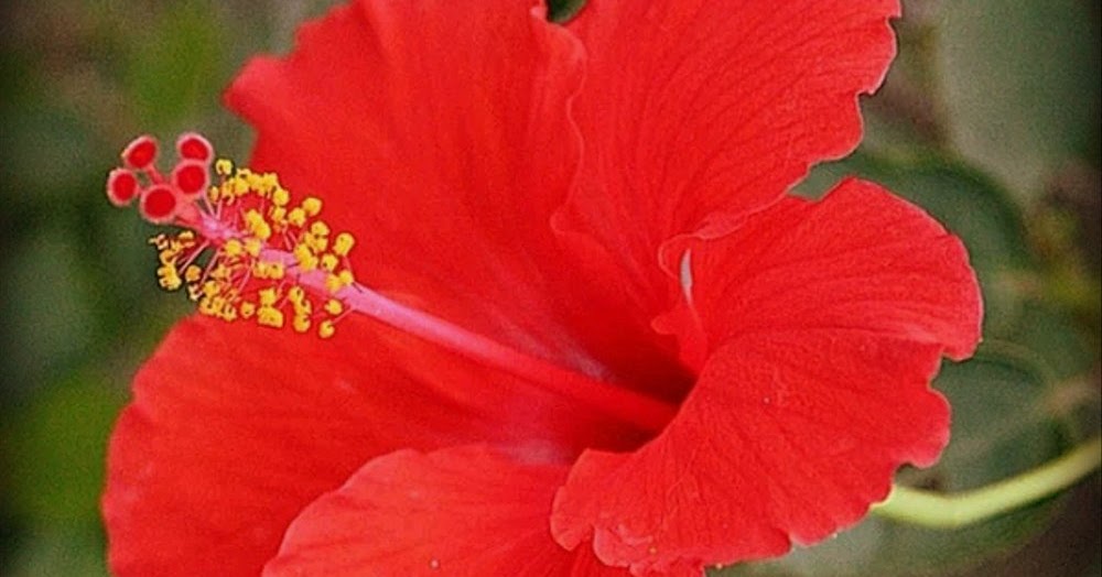 Ini Dia! Gambar Bunga Sepatu Lengkap Dengan Bagian Bagiannya yang ...