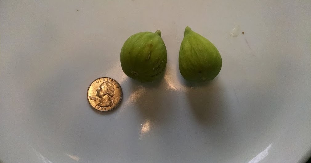 Desert Valley Orchard: Strawberry Verte Fig