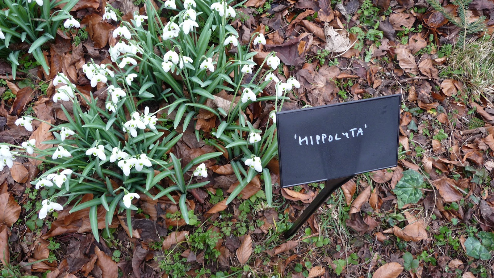 romancourt365: Colesbourne Park Snowdrops.