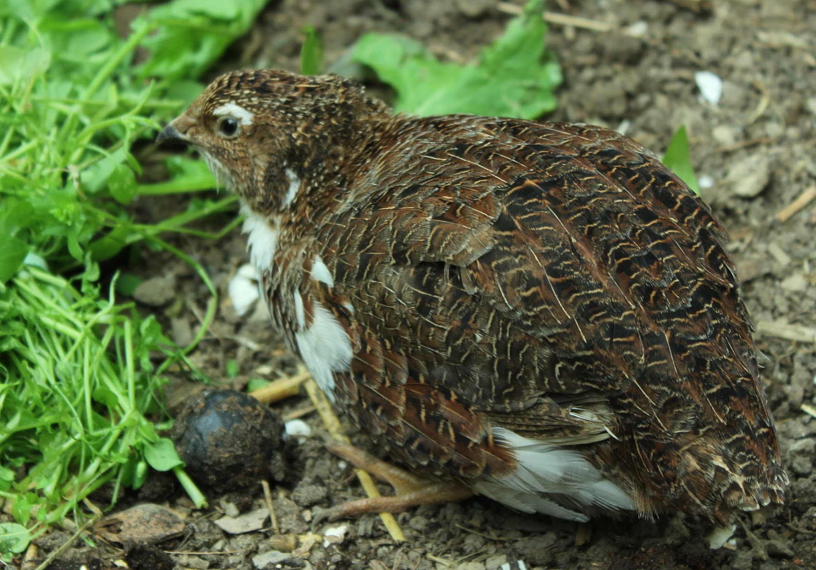 Colours of Coturnix Japonica Quail Part Three - White, Panda, Tibetan ...