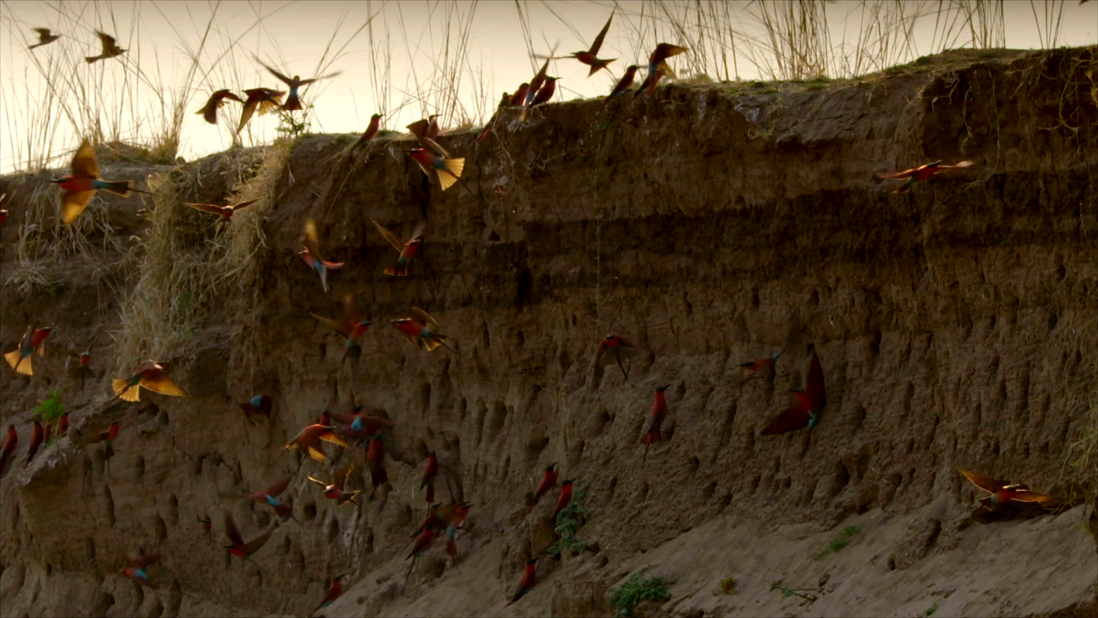 Asadal: Africa's Hunters Series 1: The Hungry Leopard 1/6 (2015)