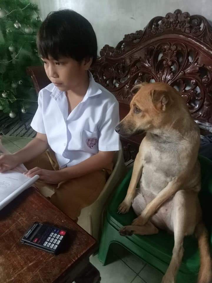 A student and his dog attend an online class together - Teachers Click
