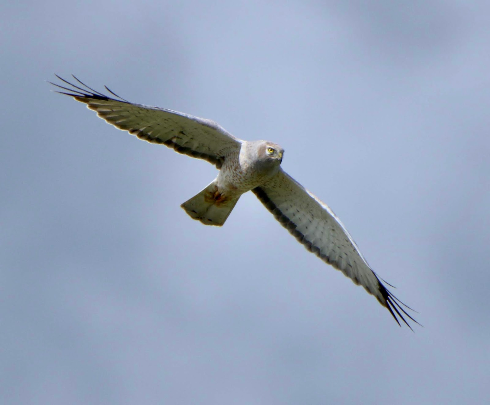 Various Oregon Birding Piks: Northern Harrier