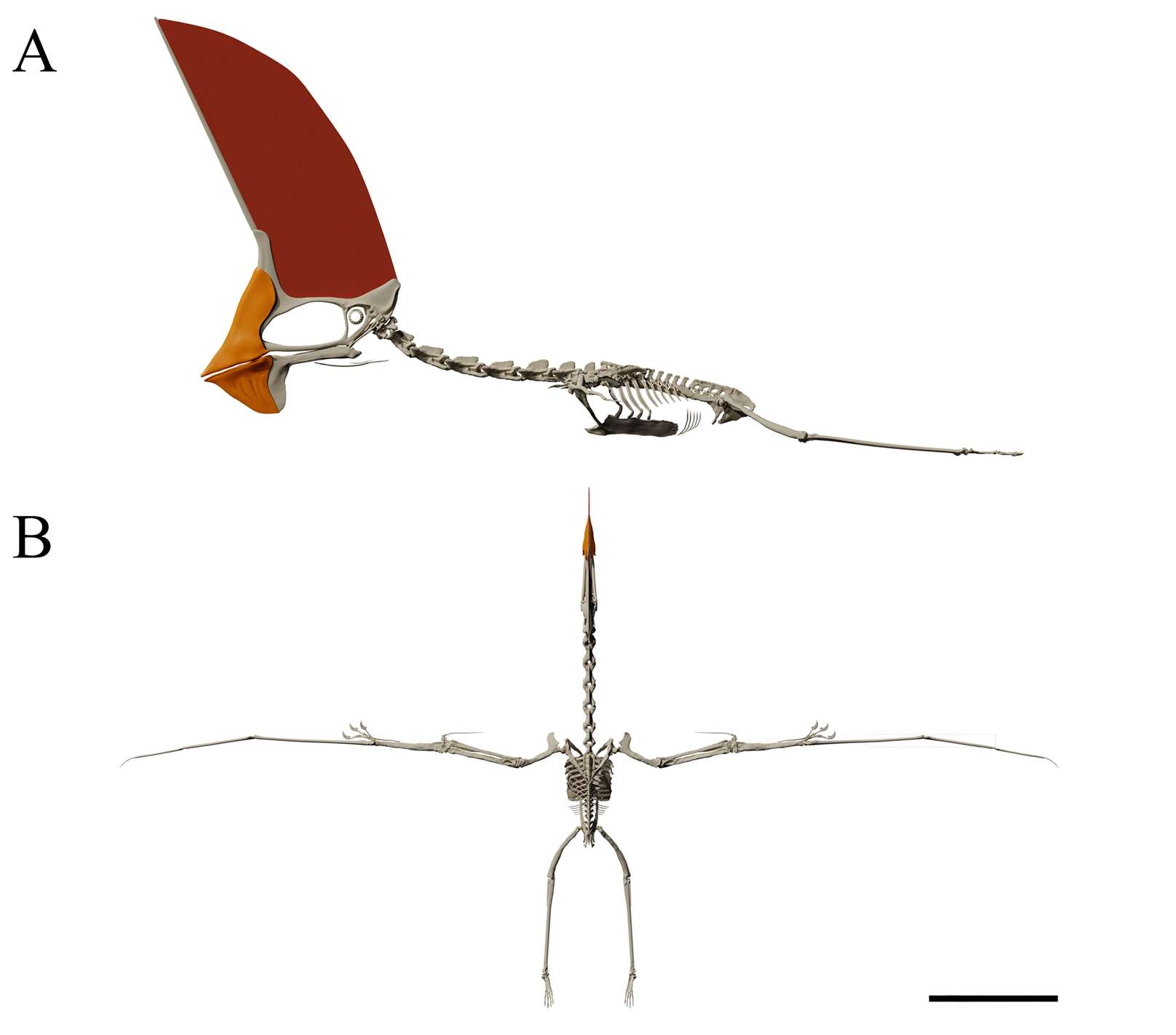 Species New to Science: [Paleontology • 2021] Tupandactylus navigans ...