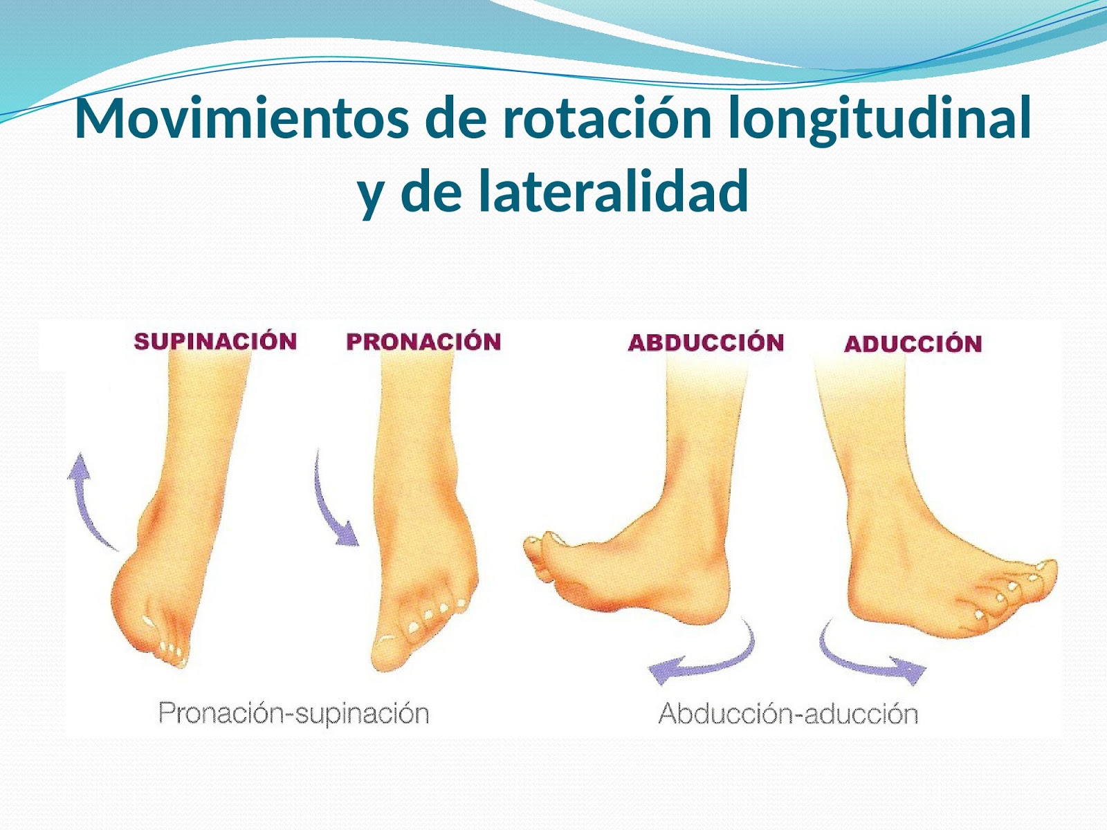 Consultorio Privado de Kinesiología y Fisioterapia: Biomecánica del Pie Consultorio Privado de Kinesiología y Fisioterapia: Biomecánica del Pie