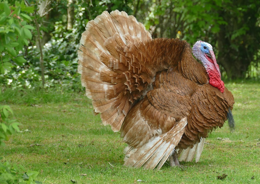 Contes d' Animals: EL GALL DINDI