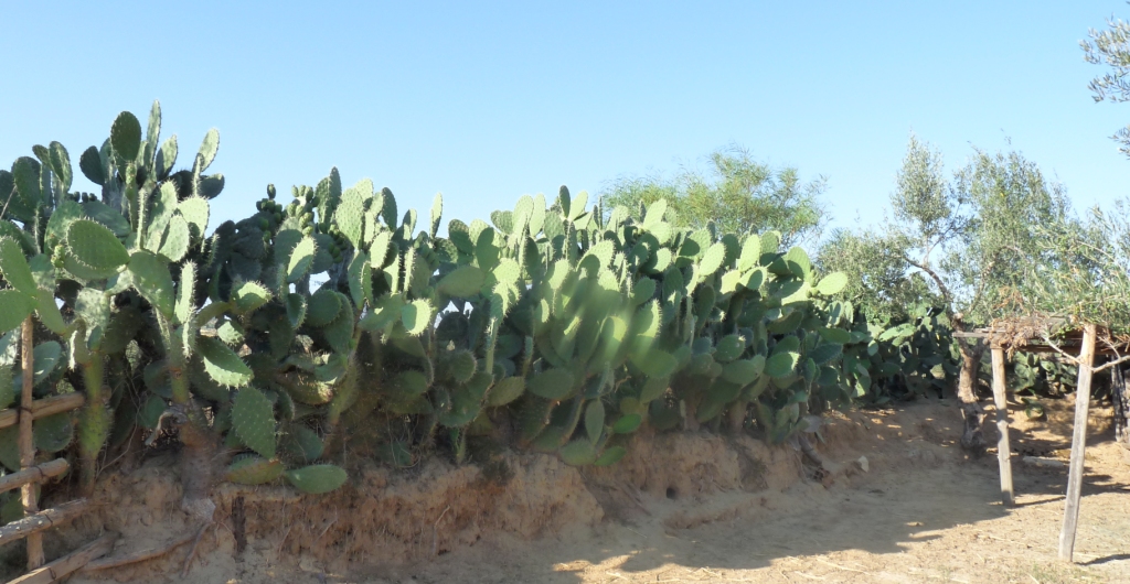 Les Esperluettes d'Epamin': & Espèce de cladode