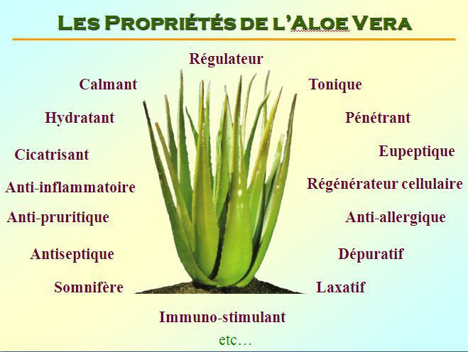ALOÈS (Aloe Vera)