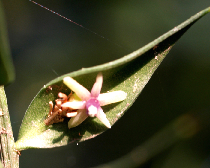 Glosario botánico con imágenes - letra F