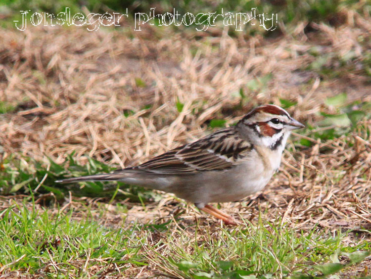 Northern Illinois Birder: Lark Sparrow; May Bird Migration to Northern ...