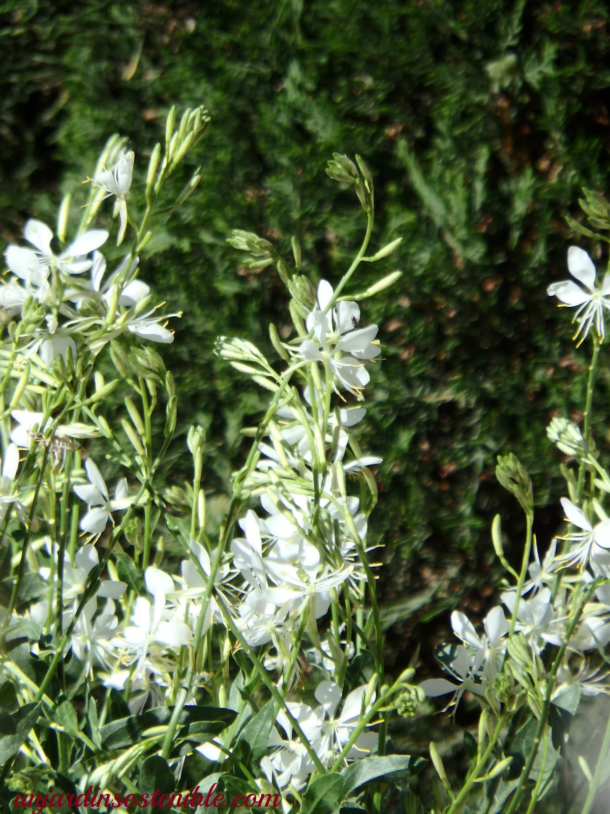 Gaura lindheimeri (Gaura)