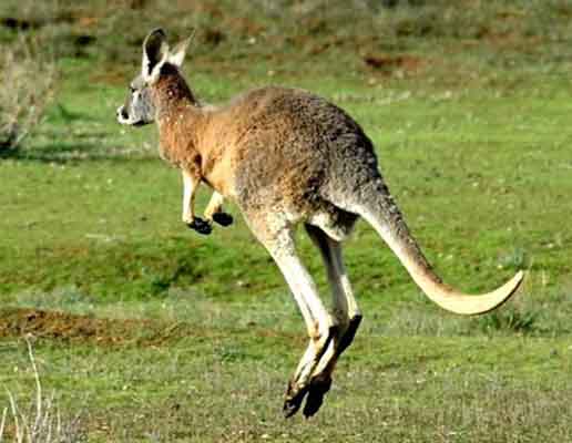 Travel and Tourism: Kangaroos In India