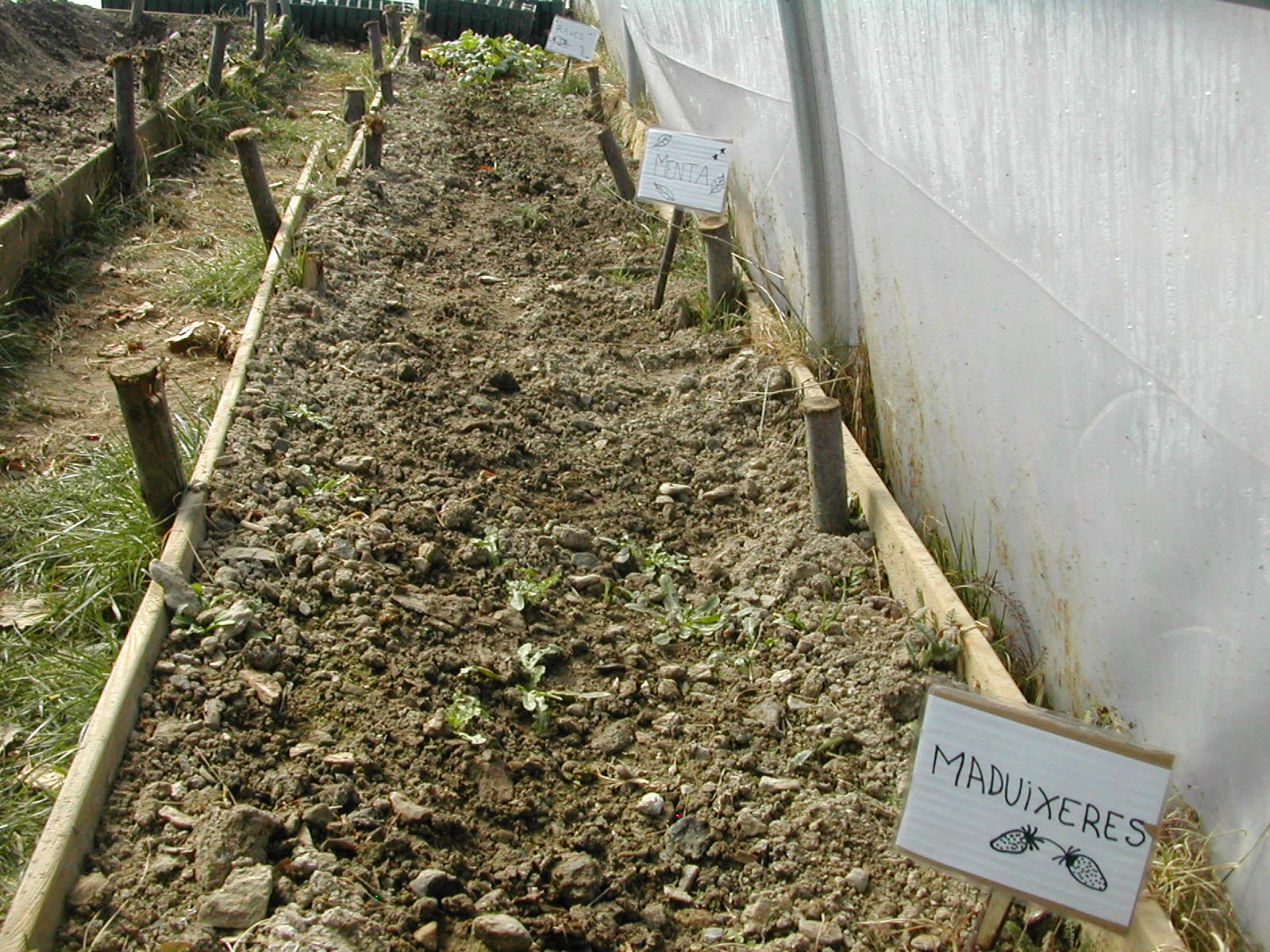 AIXADA I RASCLET diari de l'hort