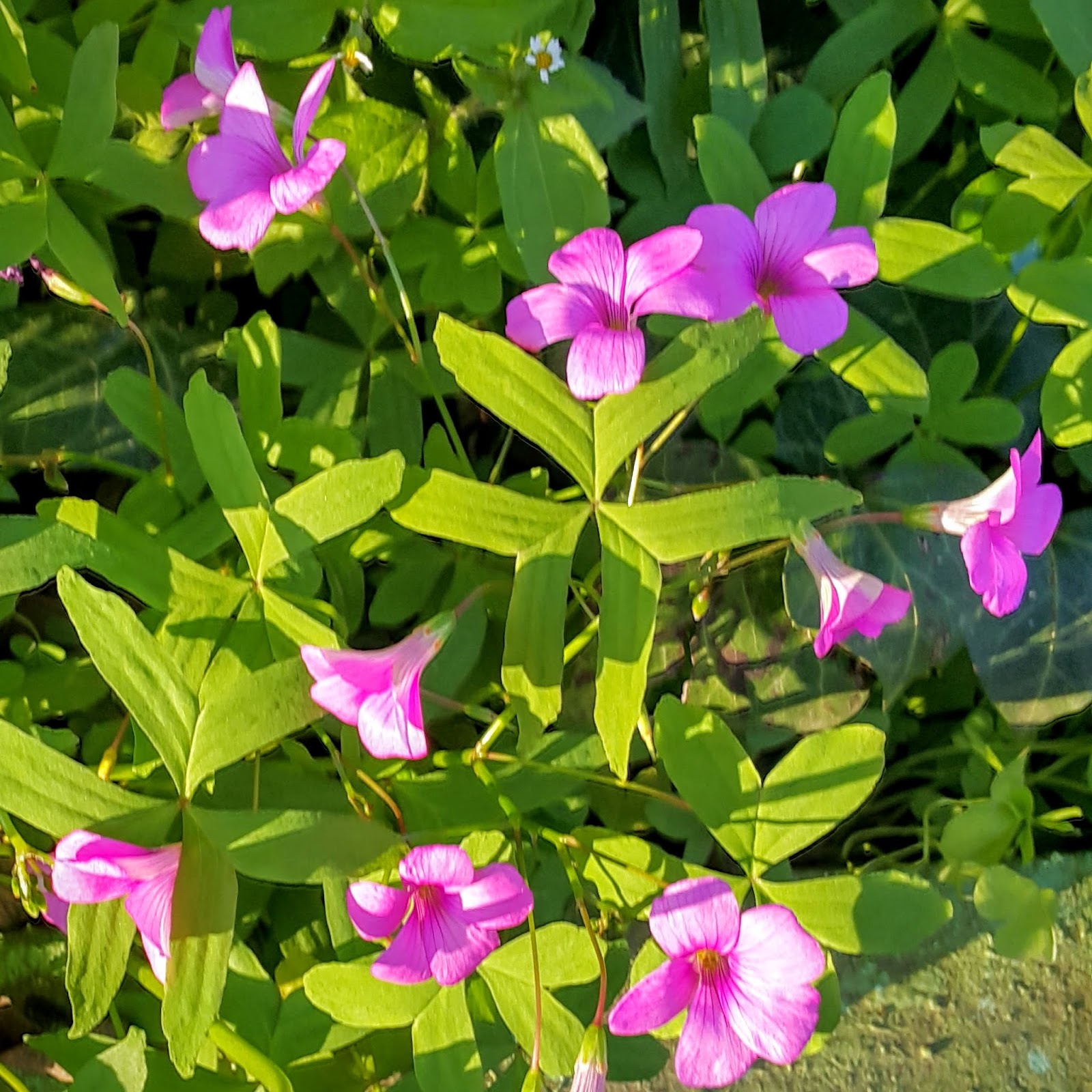 "Verdade//aspas" : 👪 Oxalidaceae (Oxalis bipartita)