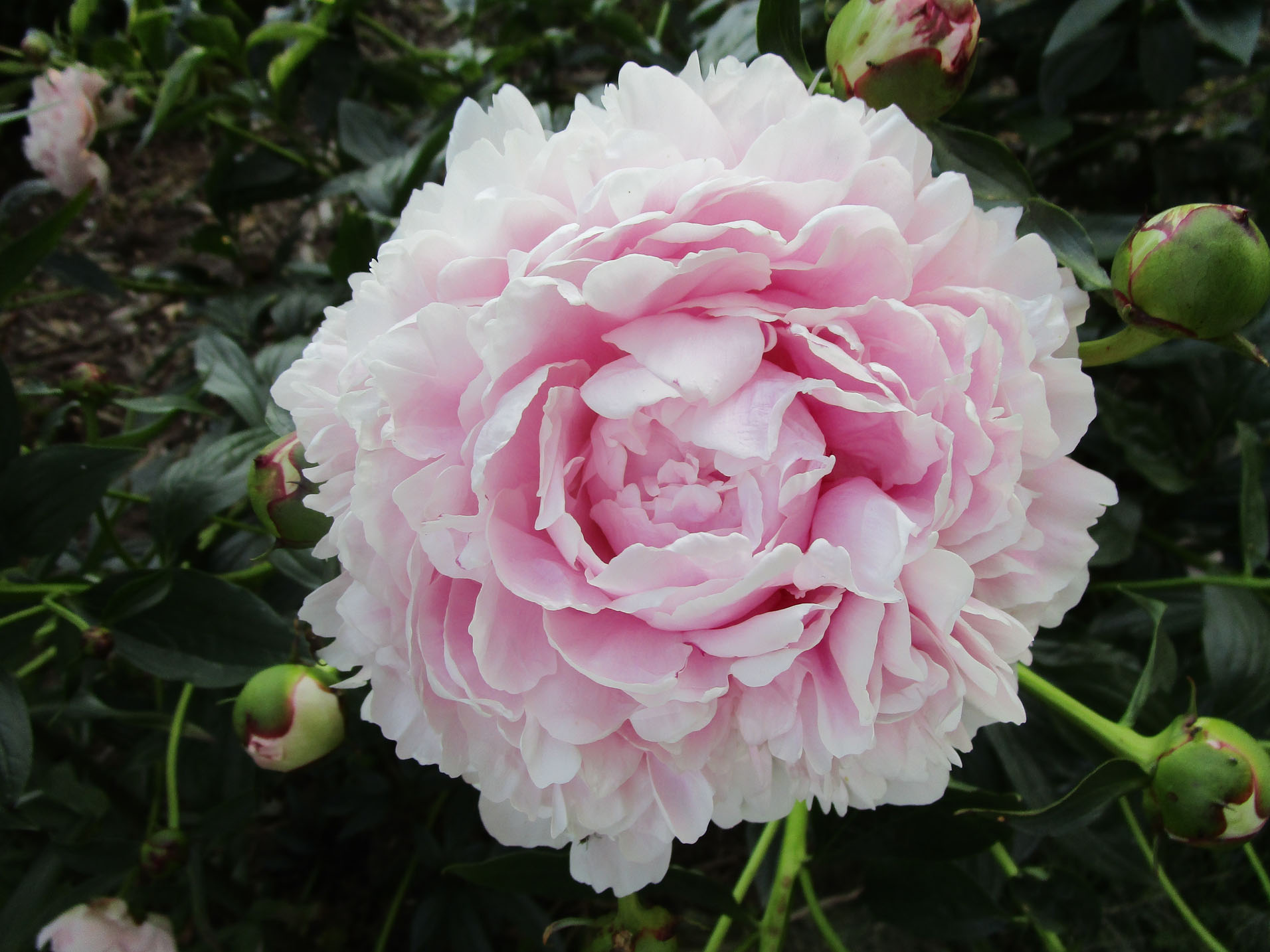 Garden Fancy: June Flowers