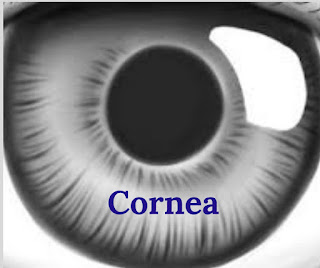 Basic Corneal Structure