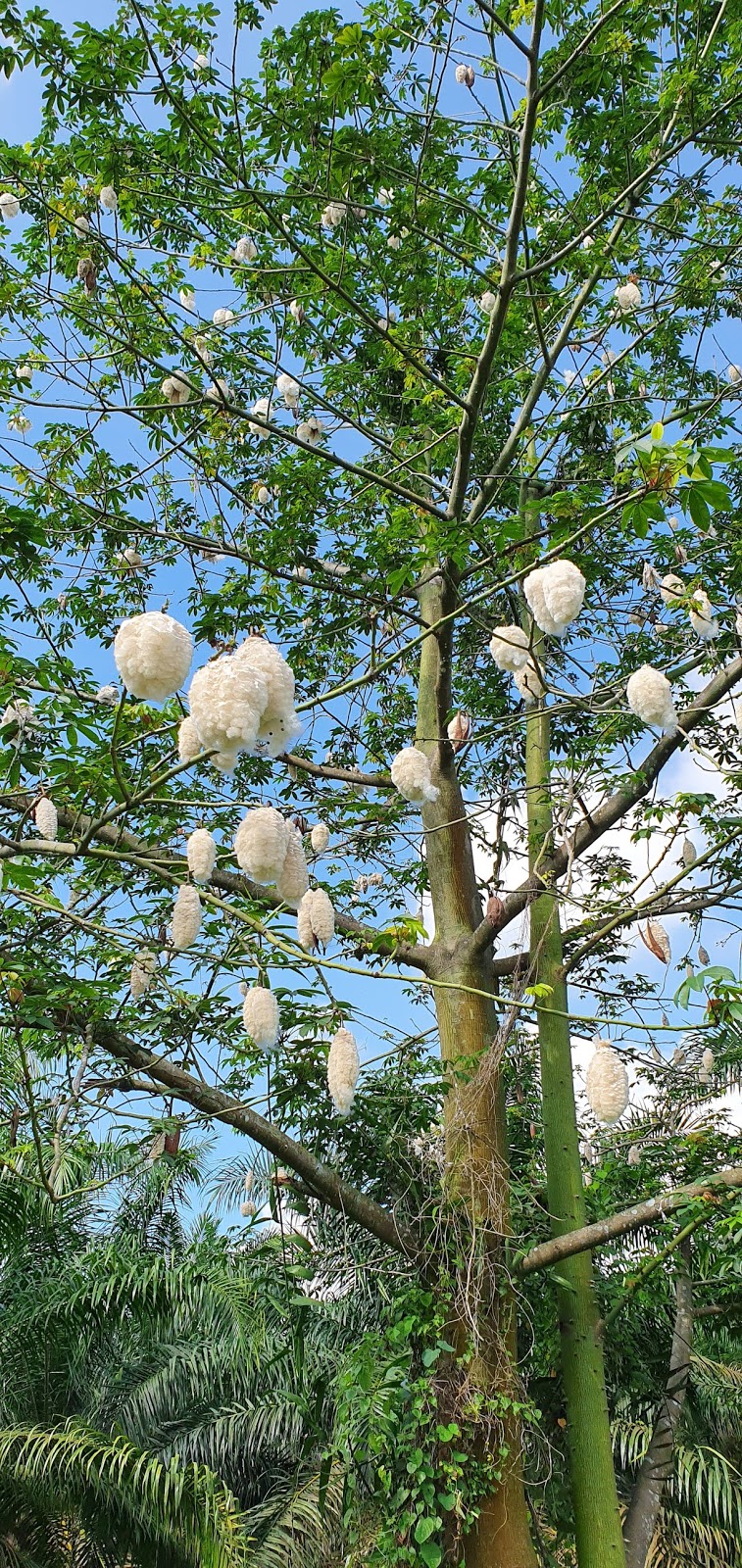 Warisan Petani: Pokok Kekabu