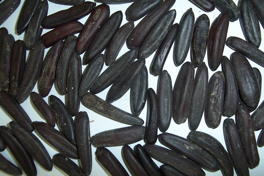 arboreo.net: Visgueiro - Parkia multijuga